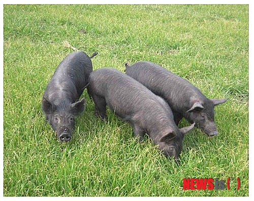 济州黑猪将被指定为韩天然纪念物